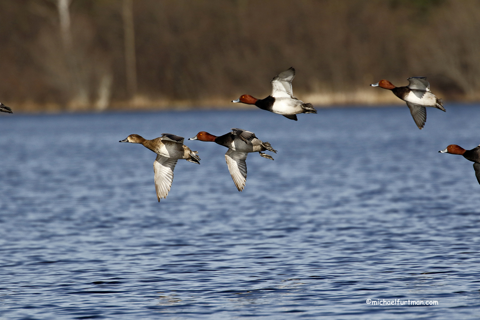 Redheads Flying